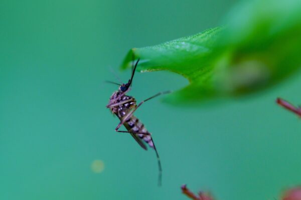 8 Bugs to be Aware of When Traveling in Japan | Japan Wonder Travel Blog