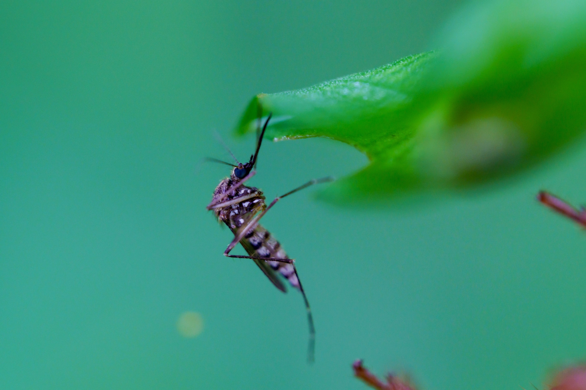 8 Bugs to be Aware of When Traveling in Japan | Japan Wonder Travel Blog