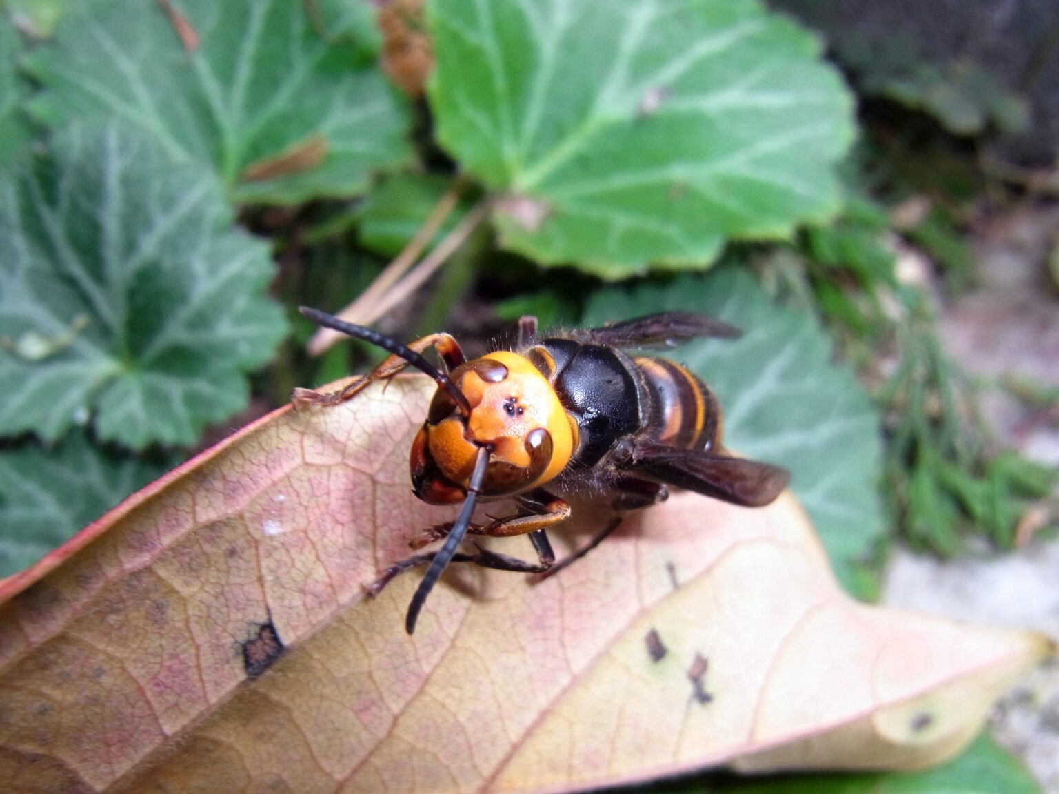 8 Bugs to be Aware of When Traveling in Japan | Japan Wonder Travel Blog