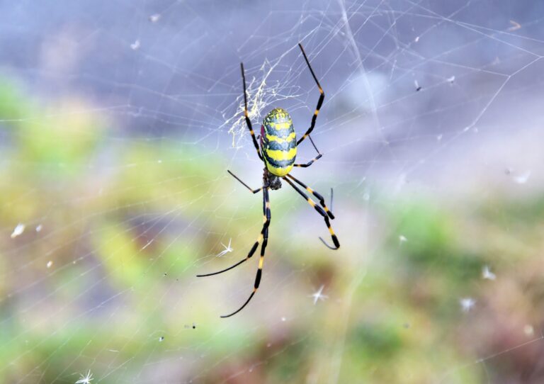 8 Bugs to be Aware of When Traveling in Japan | Japan Wonder Travel Blog