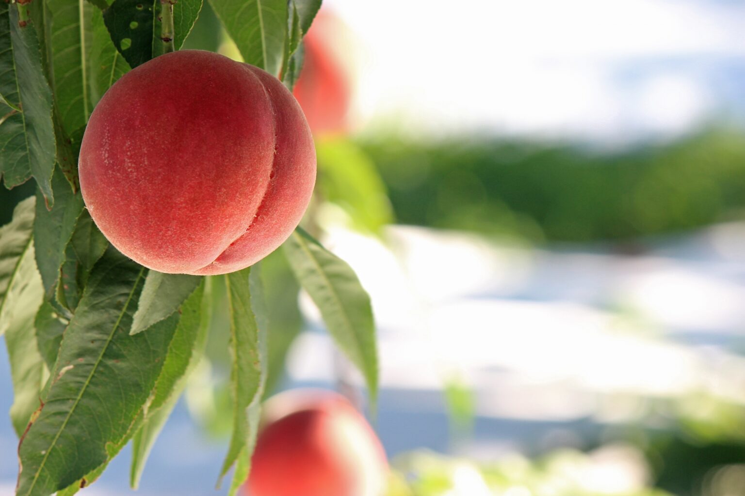 10 Great Agritourism Destinations in Japan | Japan Wonder Travel Blog