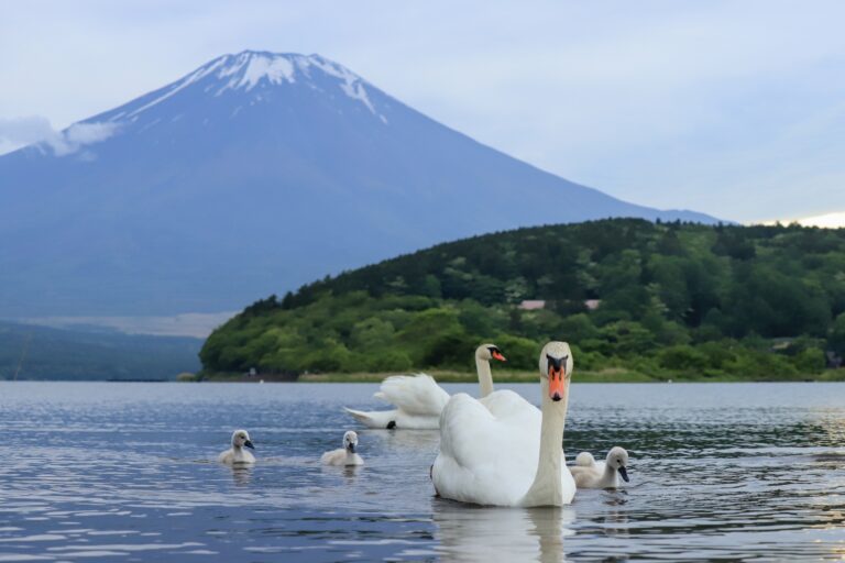 Our Guide to The Fuji Five Lakes | Japan Wonder Travel Blog