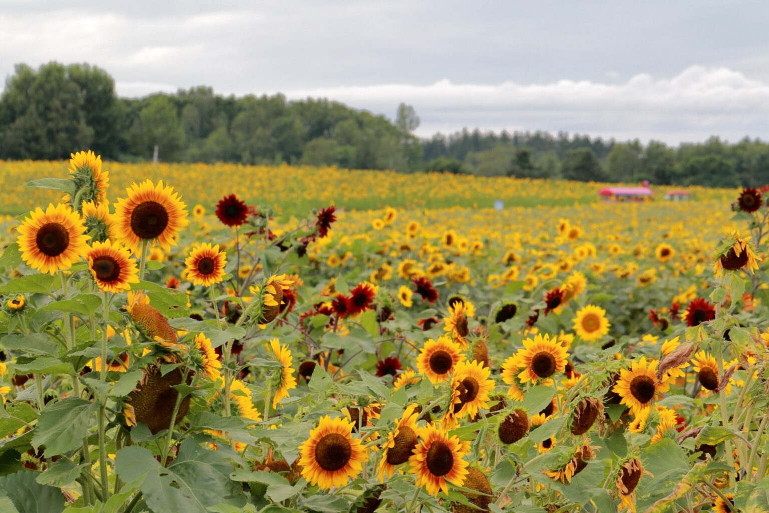 10 Best Things to Do in Hokkaido in Summer 2024 | Japan Wonder Travel Blog