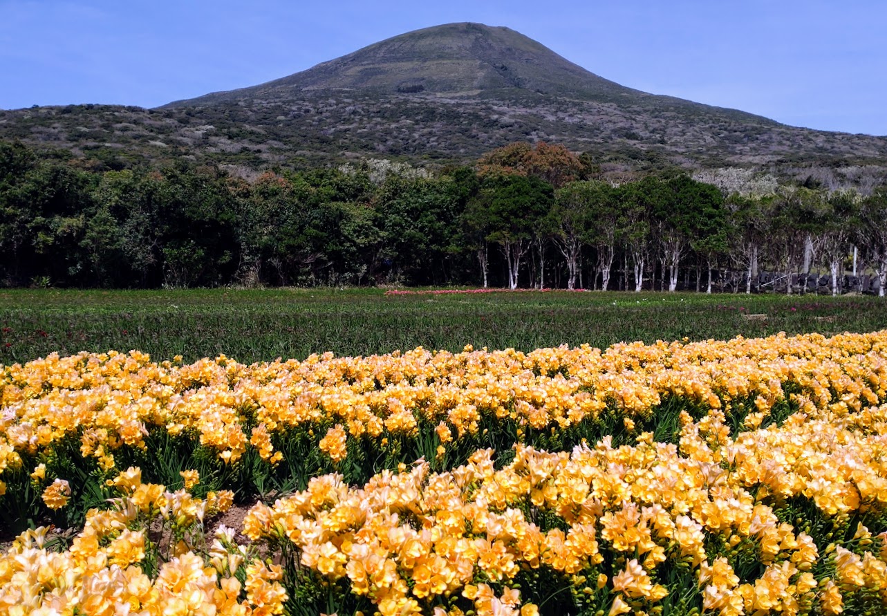 15 Flower Festivals near Tokyo April May 2025 | Japan Wonder Travel Blog