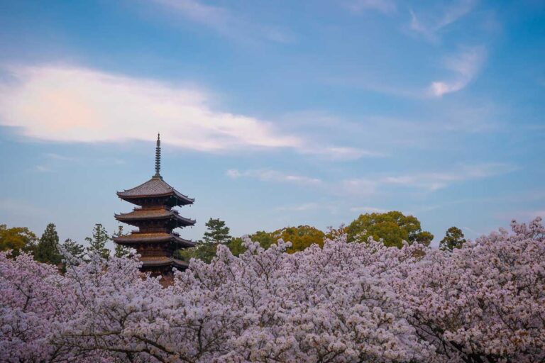 10 Things to Do in Kyoto in Spring | Japan Wonder Travel Blog