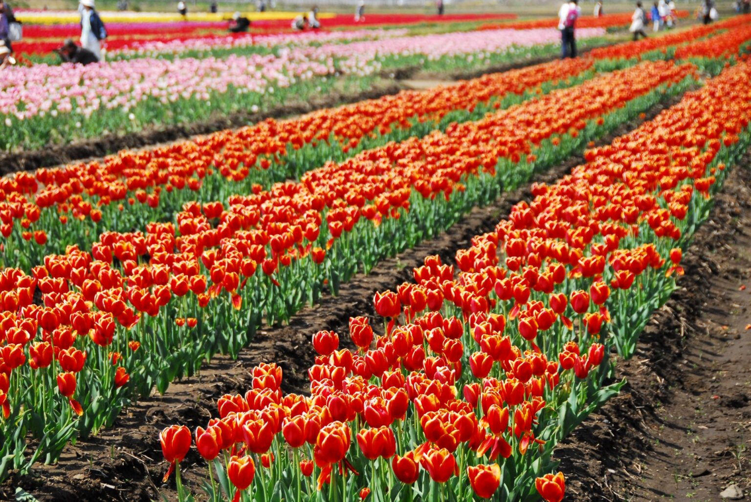 15 Flower Festivals near Tokyo April May 2025 | Japan Wonder Travel Blog