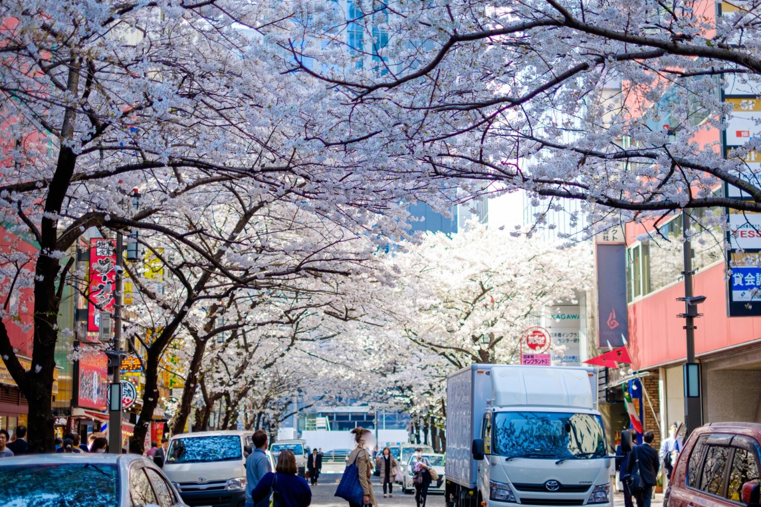 15 Best Cherry Blossom Viewing Spots in Tokyo 2024 | Japan Wonder ...