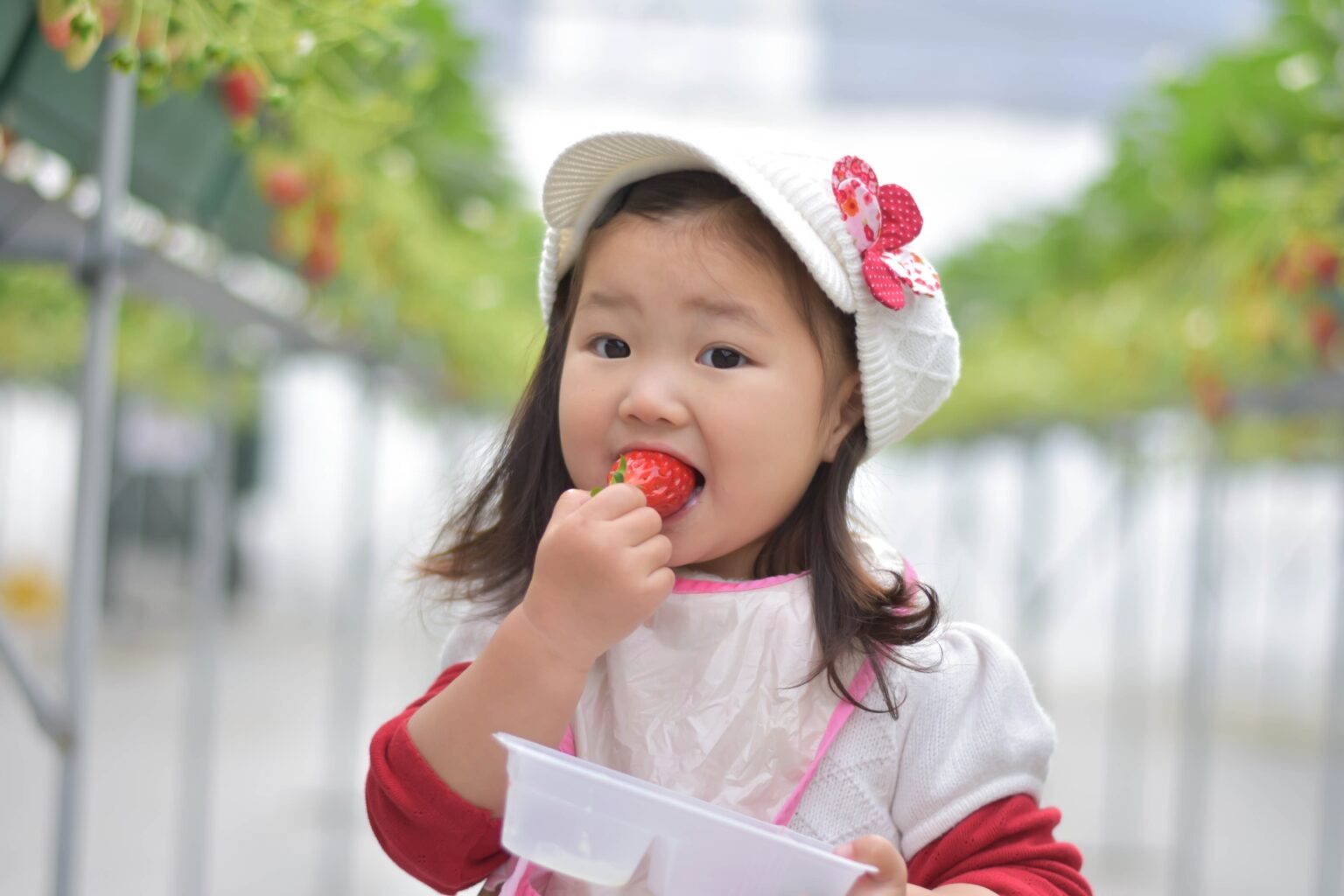 10 Events and Things to do in Japan in March | Japan Wonder Travel Blog