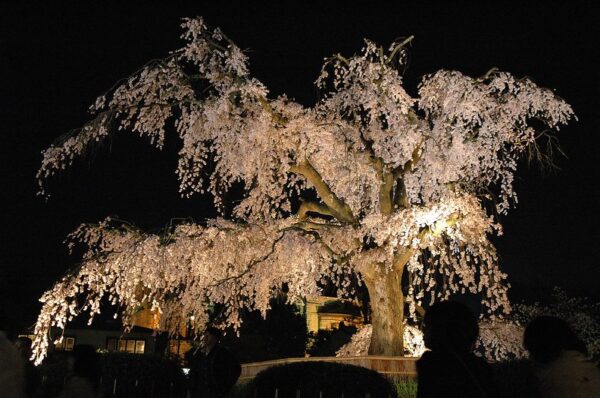 10 Events and Things to do in Japan in March | Japan Wonder Travel Blog