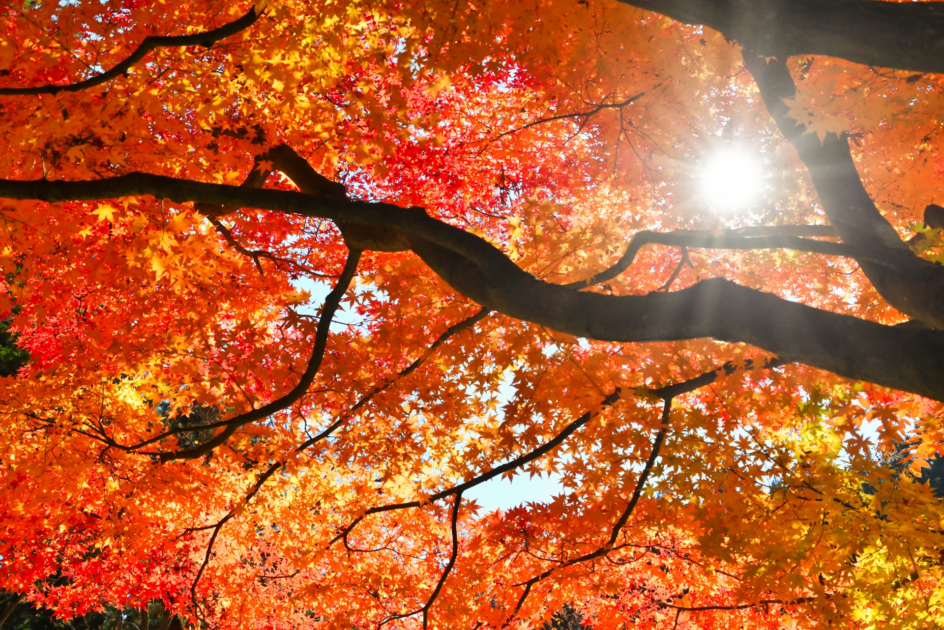 When is Silver Week in Japan? | Japan Wonder Travel Blog