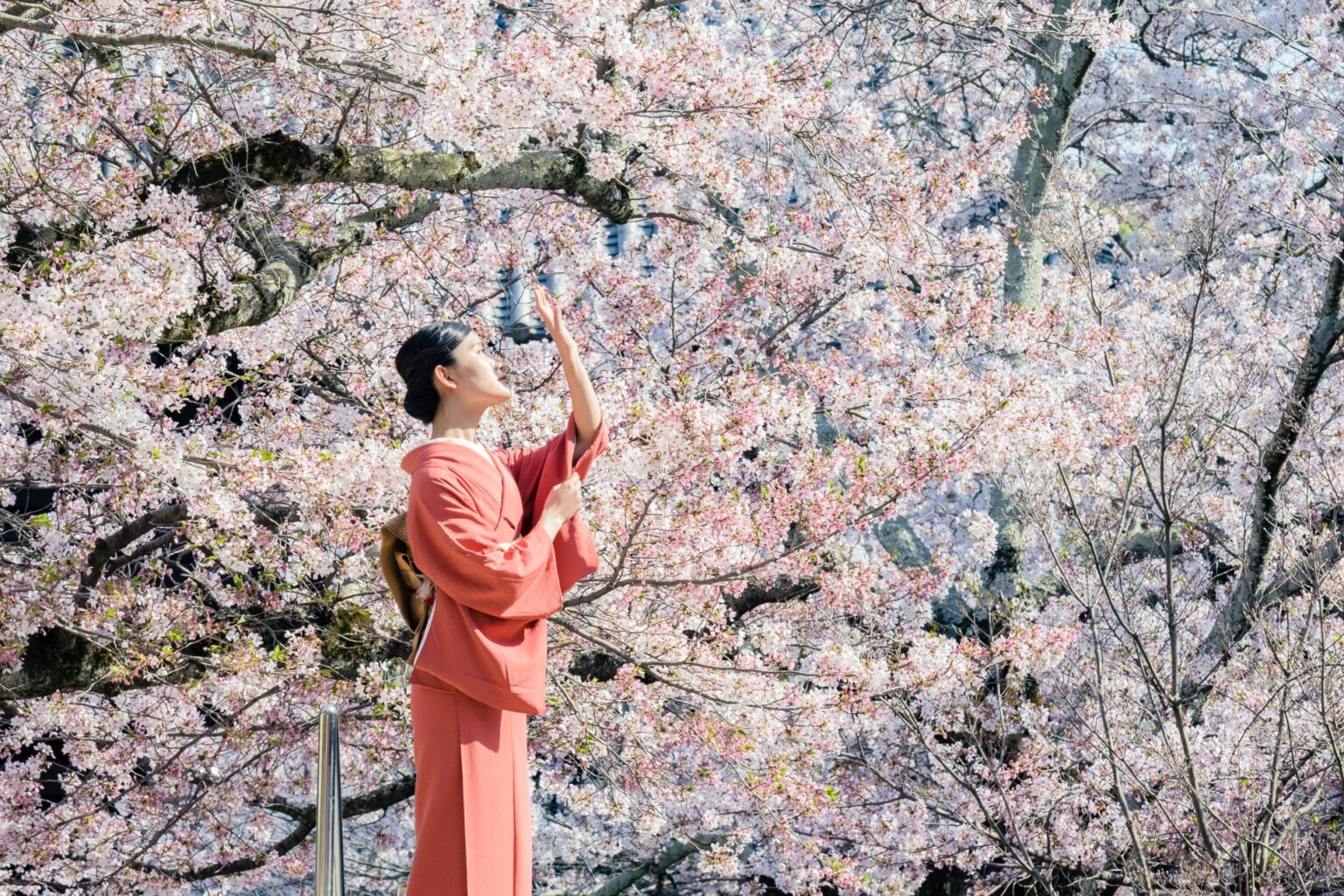 10 Events and Things to do in Japan in March | Japan Wonder Travel Blog