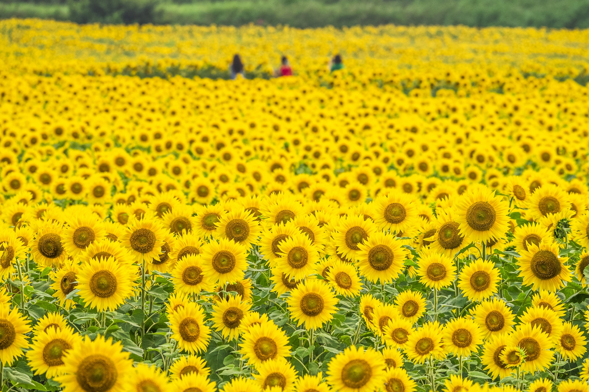 Yanagawa: The Hidden City in Kyushu | Japan Wonder Travel Blog