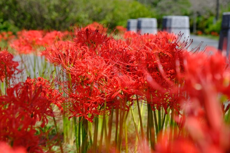 When is Silver Week in Japan? | Japan Wonder Travel Blog