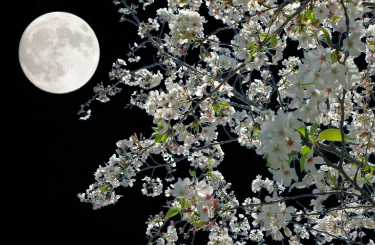 When is Silver Week in Japan? | Japan Wonder Travel Blog