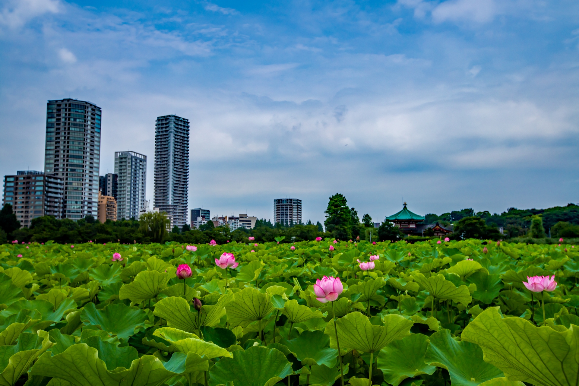 5 Day Itinerary in Tokyo | Japan Wonder Travel Blog