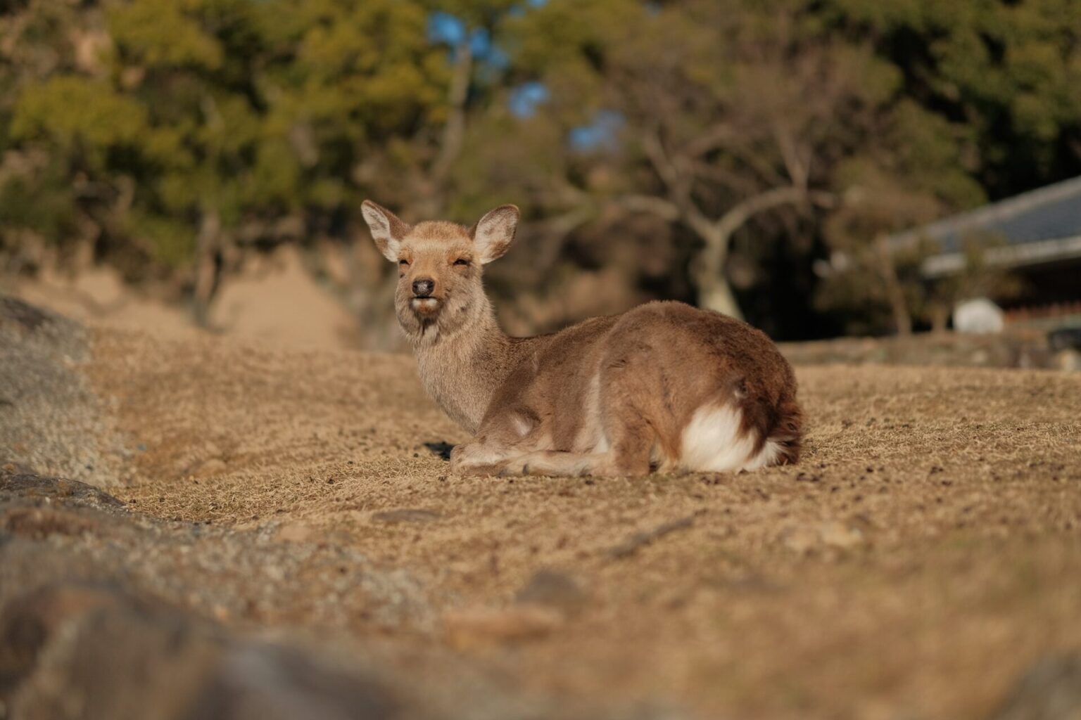 10 Best Hotels and Ryokan in Nara | Japan Wonder Travel Blog