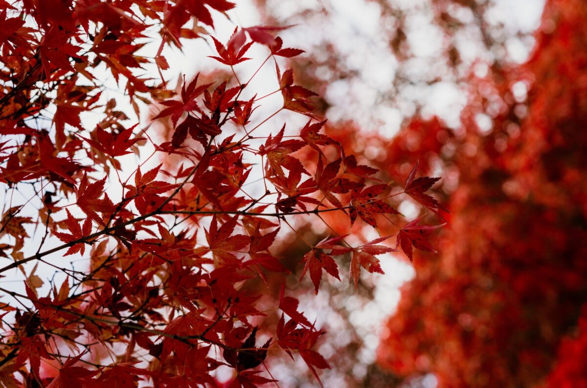 10 Events and Things to Do in Japan in October 2023 | Japan Wonder ...