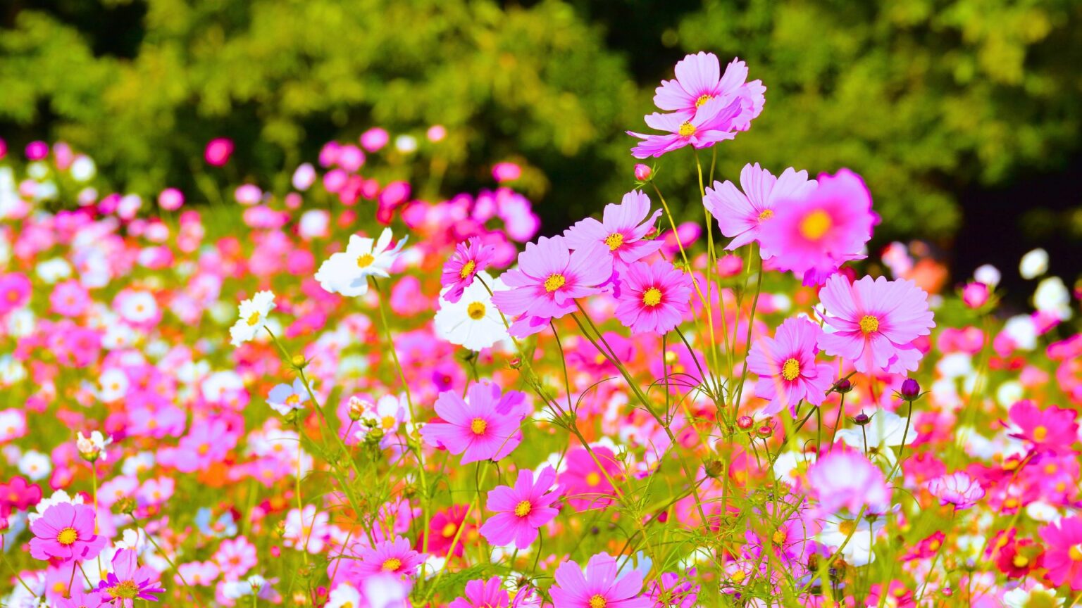 10 Events and Things to do in Tokyo in September | Japan Wonder Travel Blog