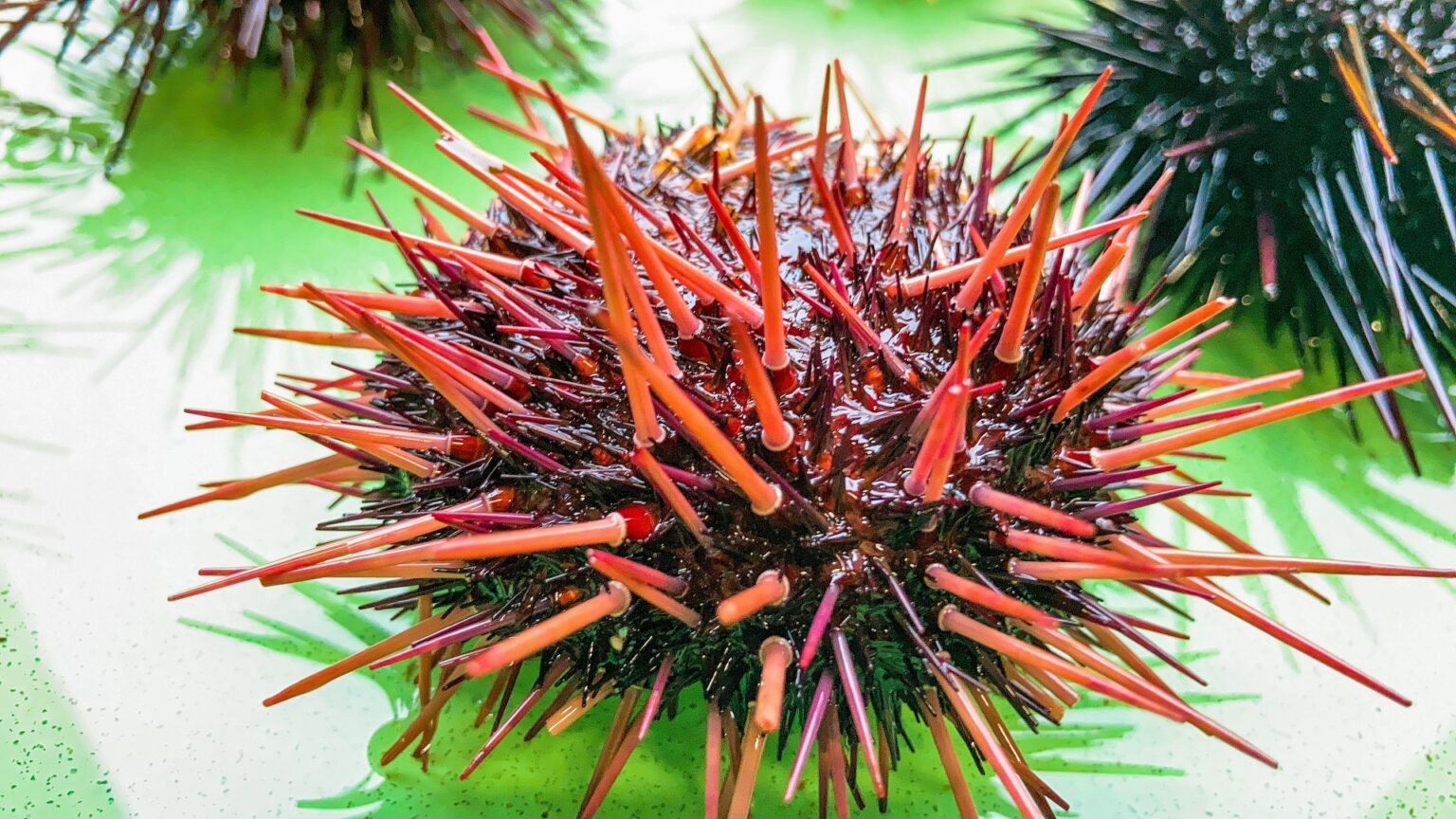 Ama The Legendary Japanese Divers | Japan Wonder Travel Blog