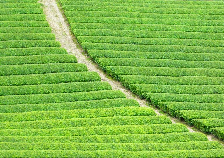 The Complete Guide to Matcha | Japan Wonder Travel Blog