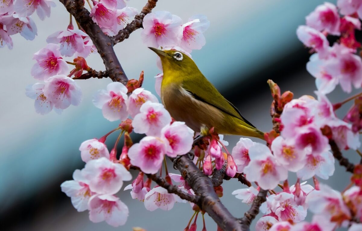 Japan has more than 4 seasons? Microseasons of Spring | Japan Wonder ...