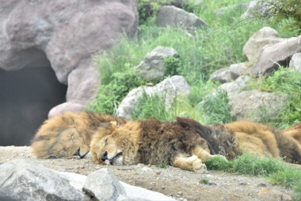 10 Best Zoos in Japan | Japan Wonder Travel Blog