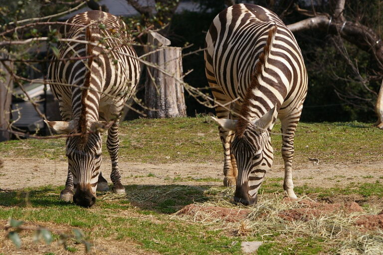 10 Best Zoos in Japan | Japan Wonder Travel Blog