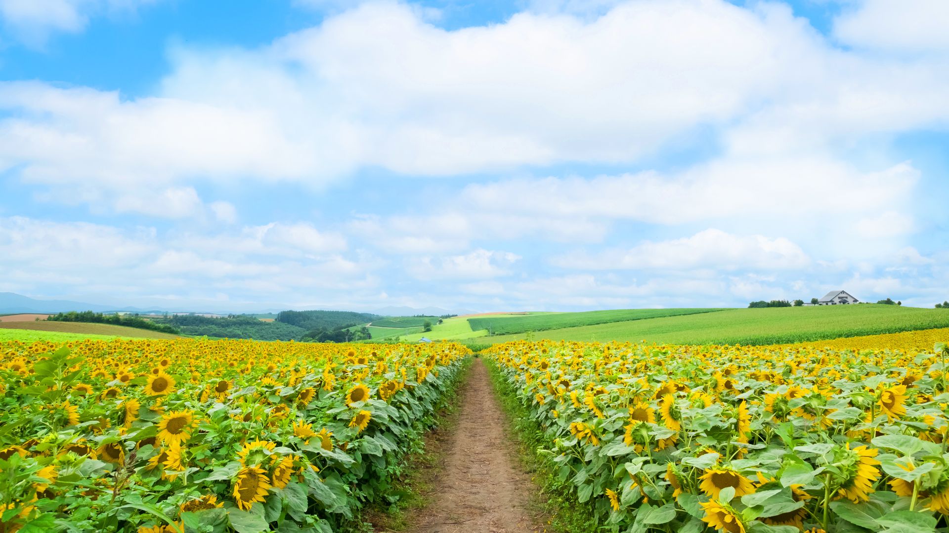 10 Events and Things to Do in Tokyo in July 2024 | Japan Wonder Travel Blog