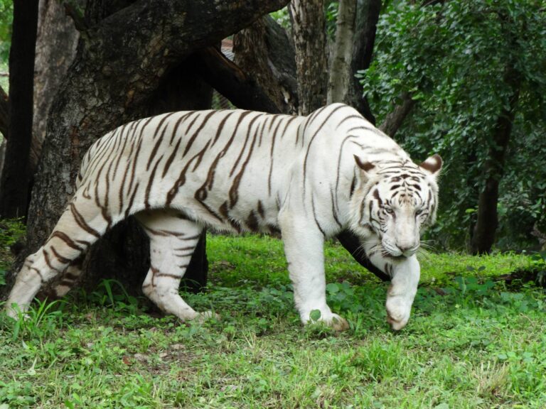 10 Best Zoos in Japan | Japan Wonder Travel Blog