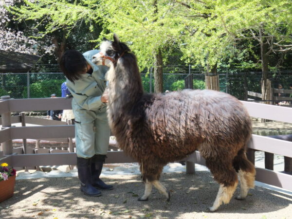 10 Free Experiences in Osaka | Japan Wonder Travel Blog