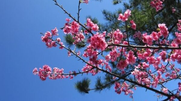 The Old Japanese Names for the Months: Meanings and Origins | Japan ...