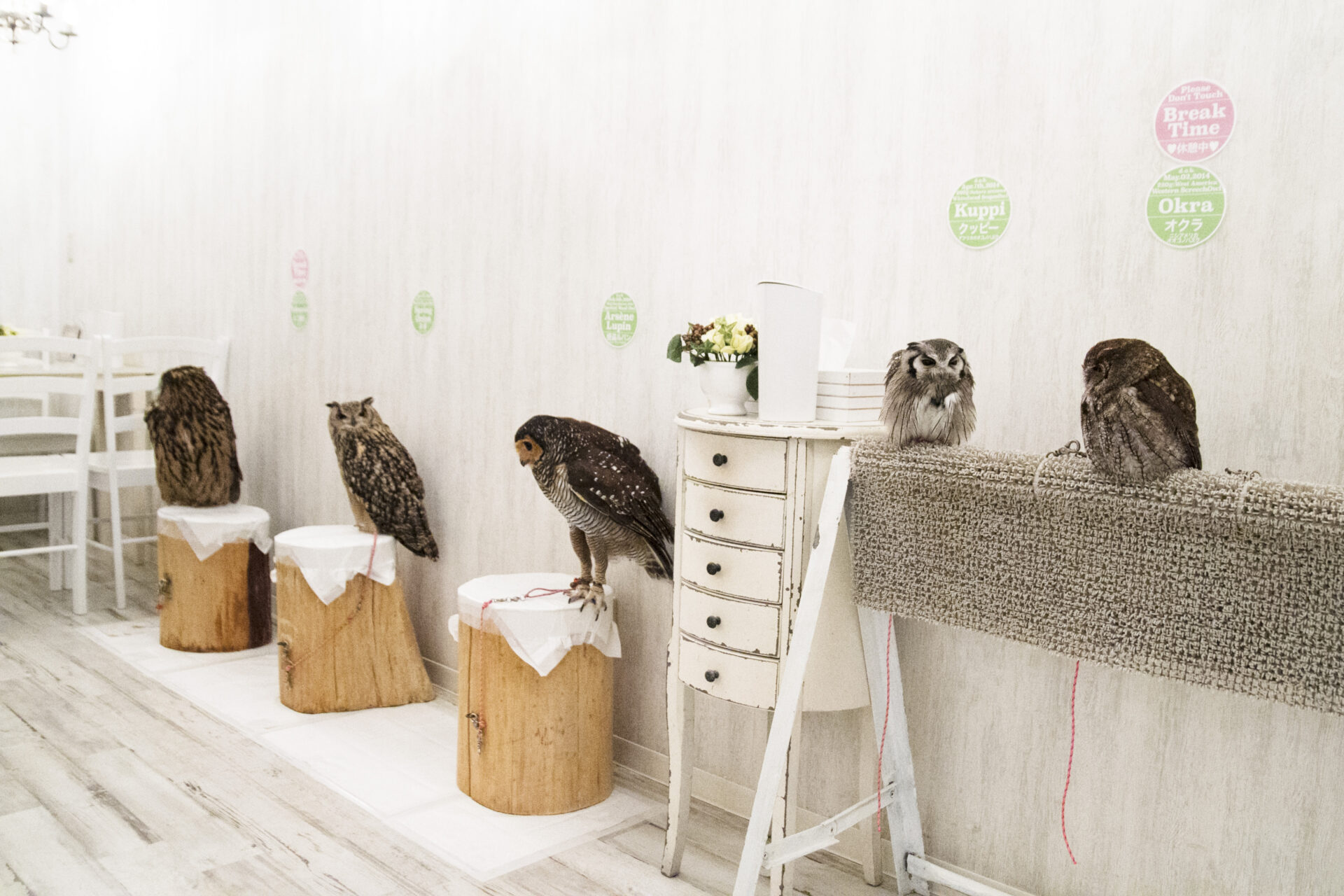 10 Animal Cafes You Have to Visit in Tokyo | Japan Wonder Travel Blog