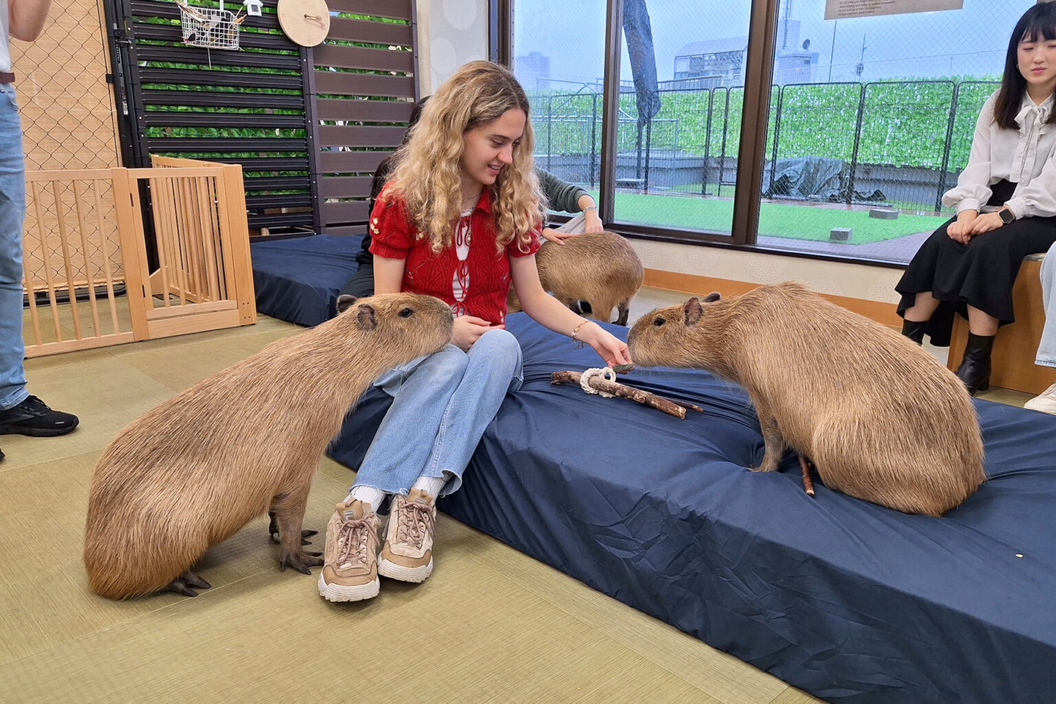 10 Animal Cafes You Have to Visit in Tokyo | Japan Wonder Travel Blog